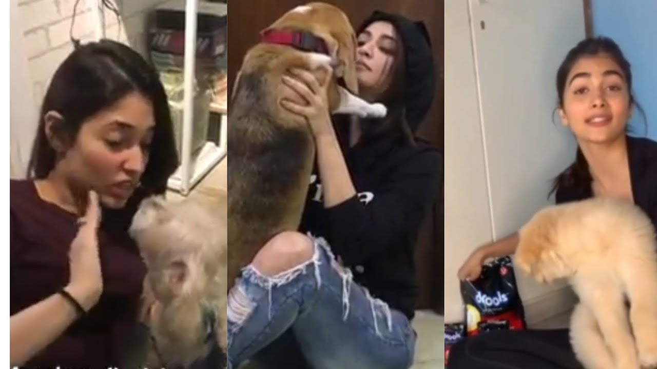 Tamanna bhatia And kiriti Karbandha ,pooja hegde play cute dog - YouTube