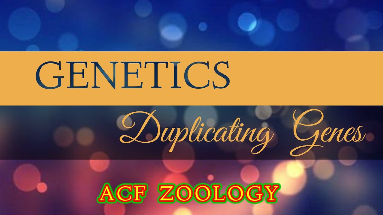 Bsc ZOOLOGY | Duplicating Genes | Genetic | Acf Zoology | Zoology ...