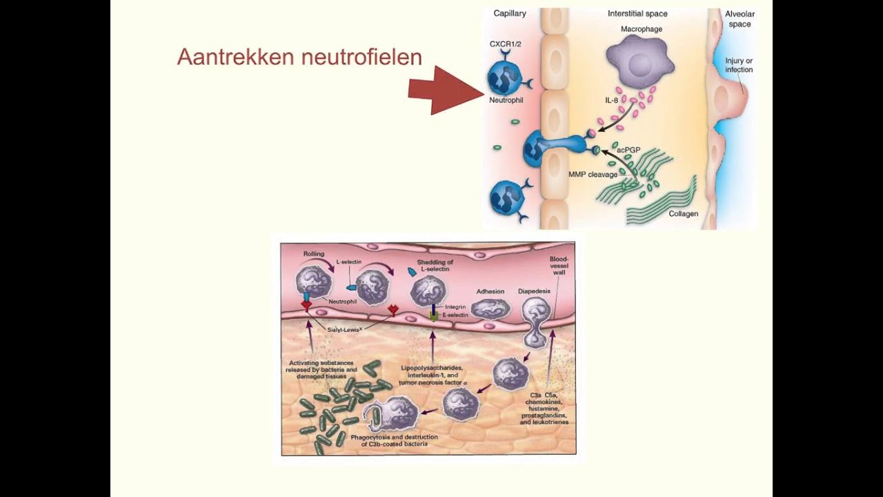Neutrofiele granulocyten - YouTube
