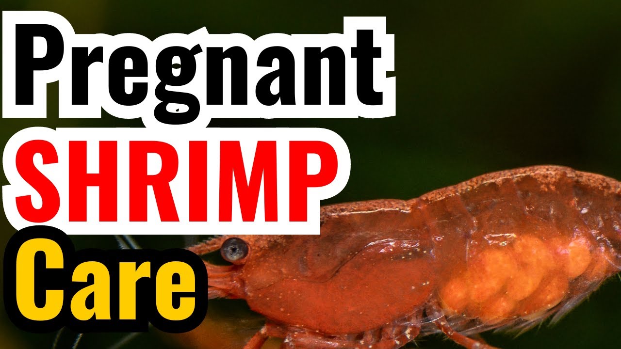 How To Take Care Of Pregnant Shrimps? [DOs & DONTs] - YouTube