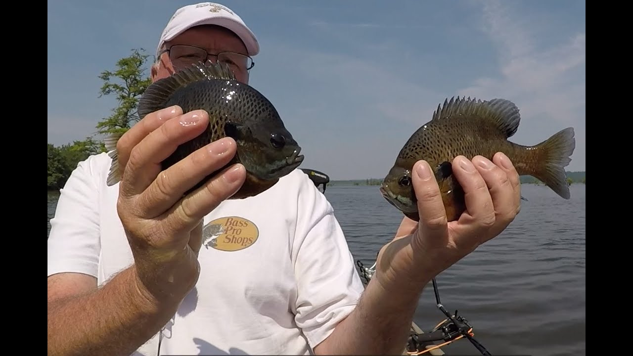 Reelfoot Lake Slab Bluegill - YouTube