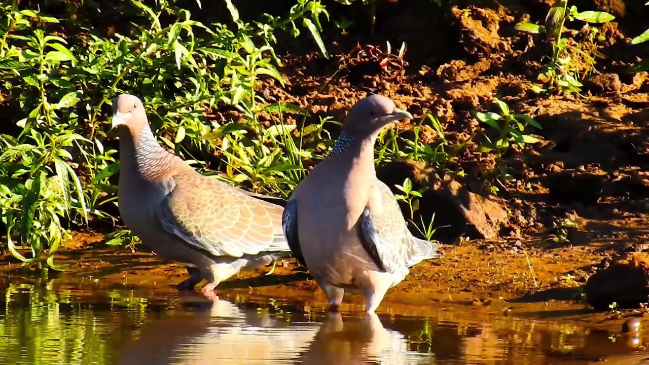 POMBA-ASA-BRANCA (PATAGIOENAS PICAZURO), PICAZURO PIGEON, POMBA-CARIJÓ ...