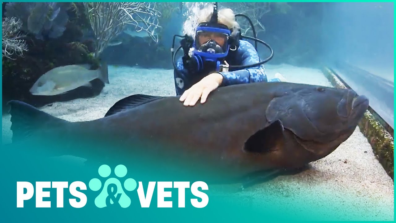 This Vet Is Best Friends With A Gigantic Black Grouper Fish | Ocean Vet ...