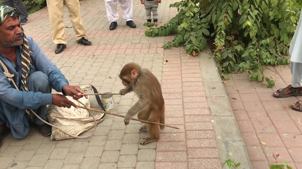 Jimmy the monkey - YouTube