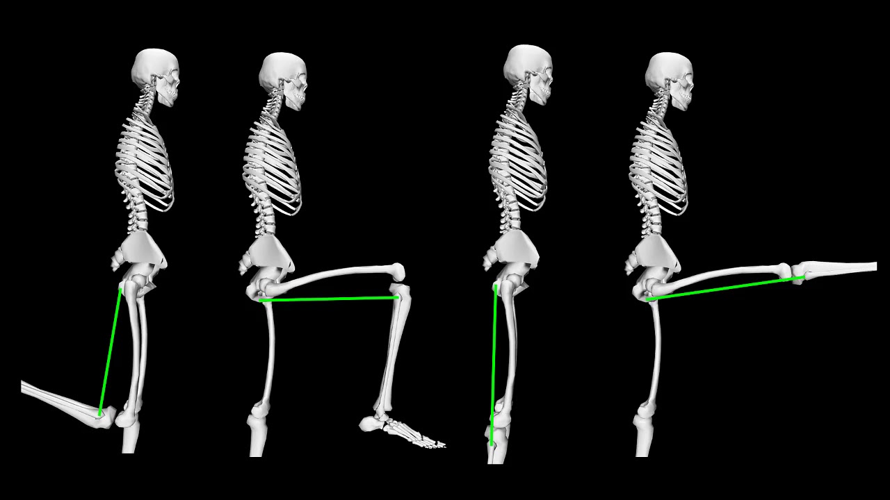 Biarticular Muscle Examples