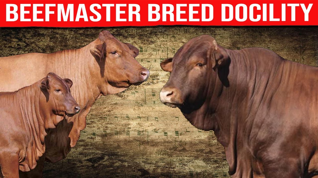 🔴 BEEFMASTER BREED DOCILITY Biggest Bulls And Cow - YouTube