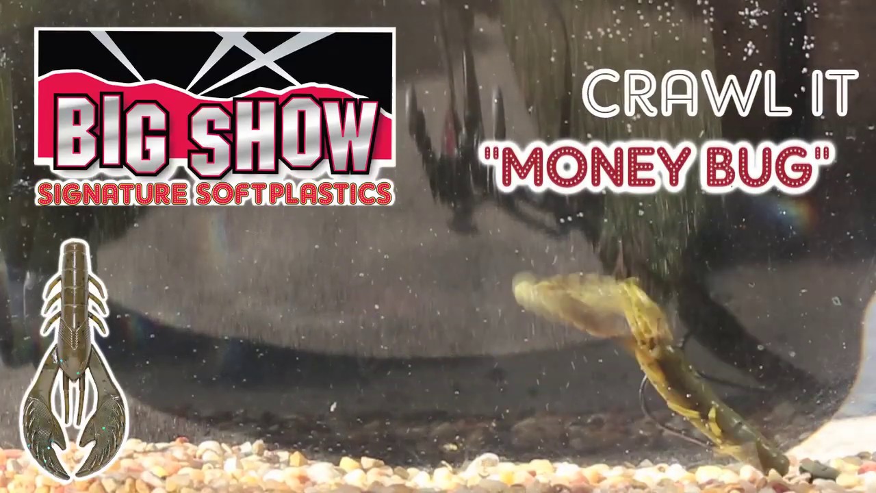Money Bug - YouTube