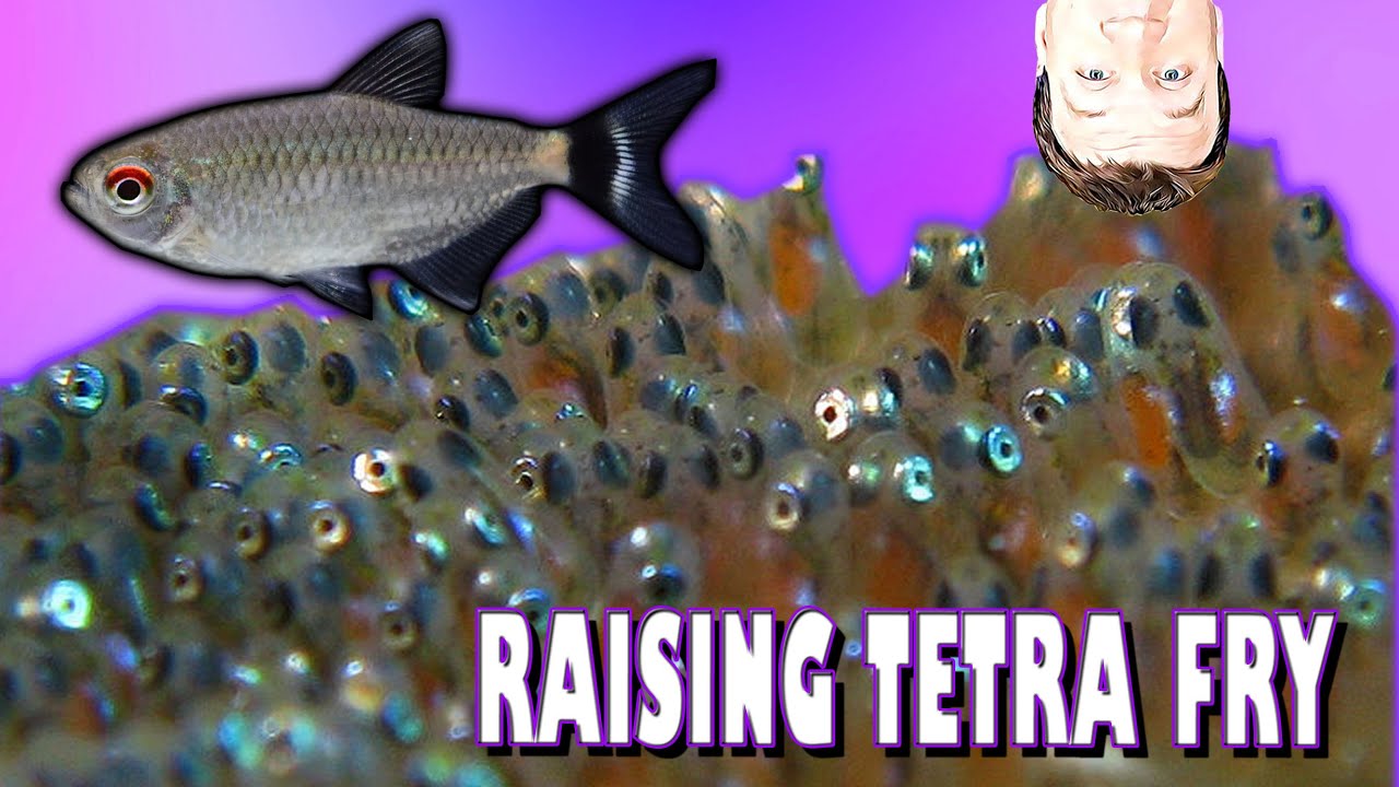 Raising Tetra Fry from Eggs So Easy! Red Eye Tetra - YouTube