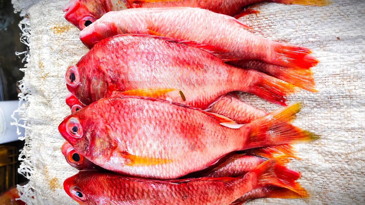 Cutting Sundhari Meen | Northern Red Snapper | சுந்தரி மீன் | Fish ...