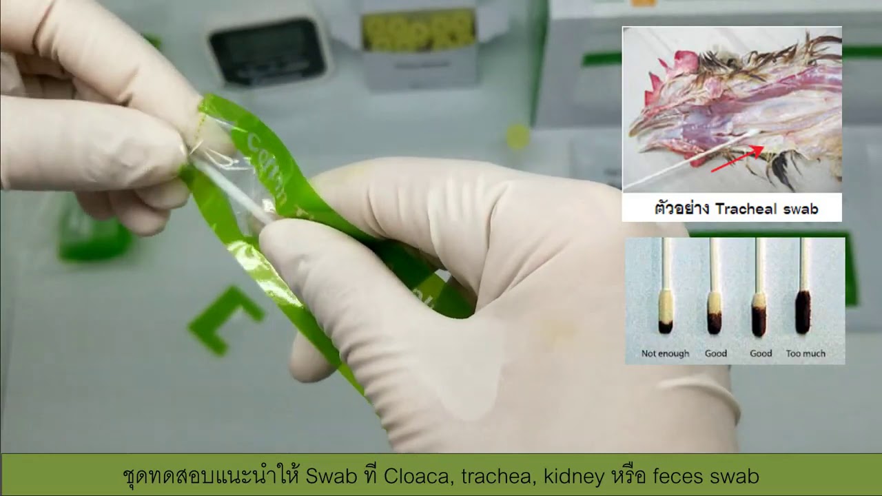 Bionote rapid AIV Ag Test Kit - YouTube