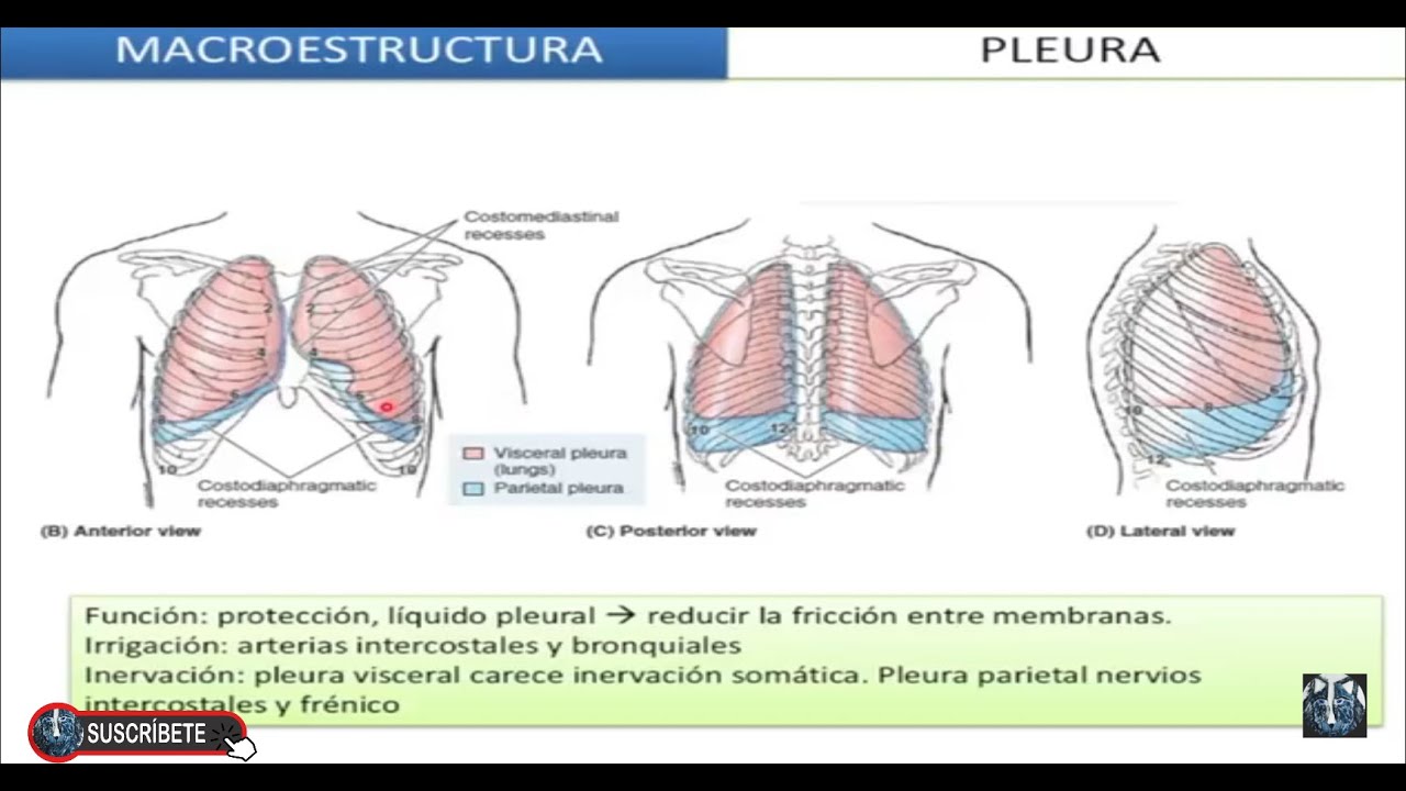 Anatomía De La Pleura Pleuras Y Pulmones | PDF | Pulmón | Aorta