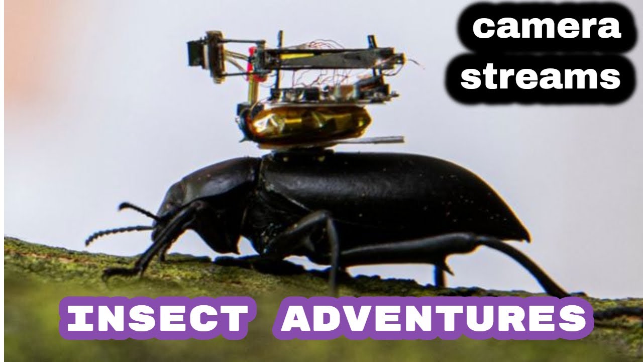 Beetle mounted camera streams insect adventures | insect camera footage ...