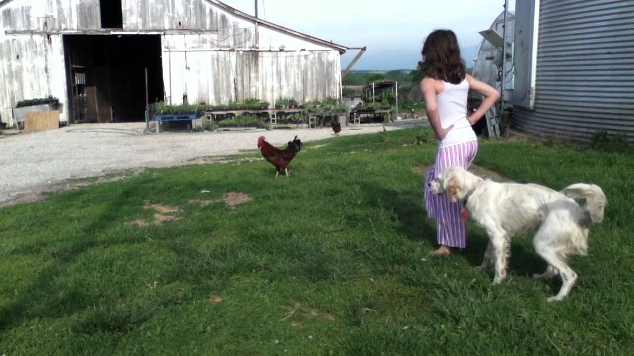 Chased by a Rooster 001 - YouTube