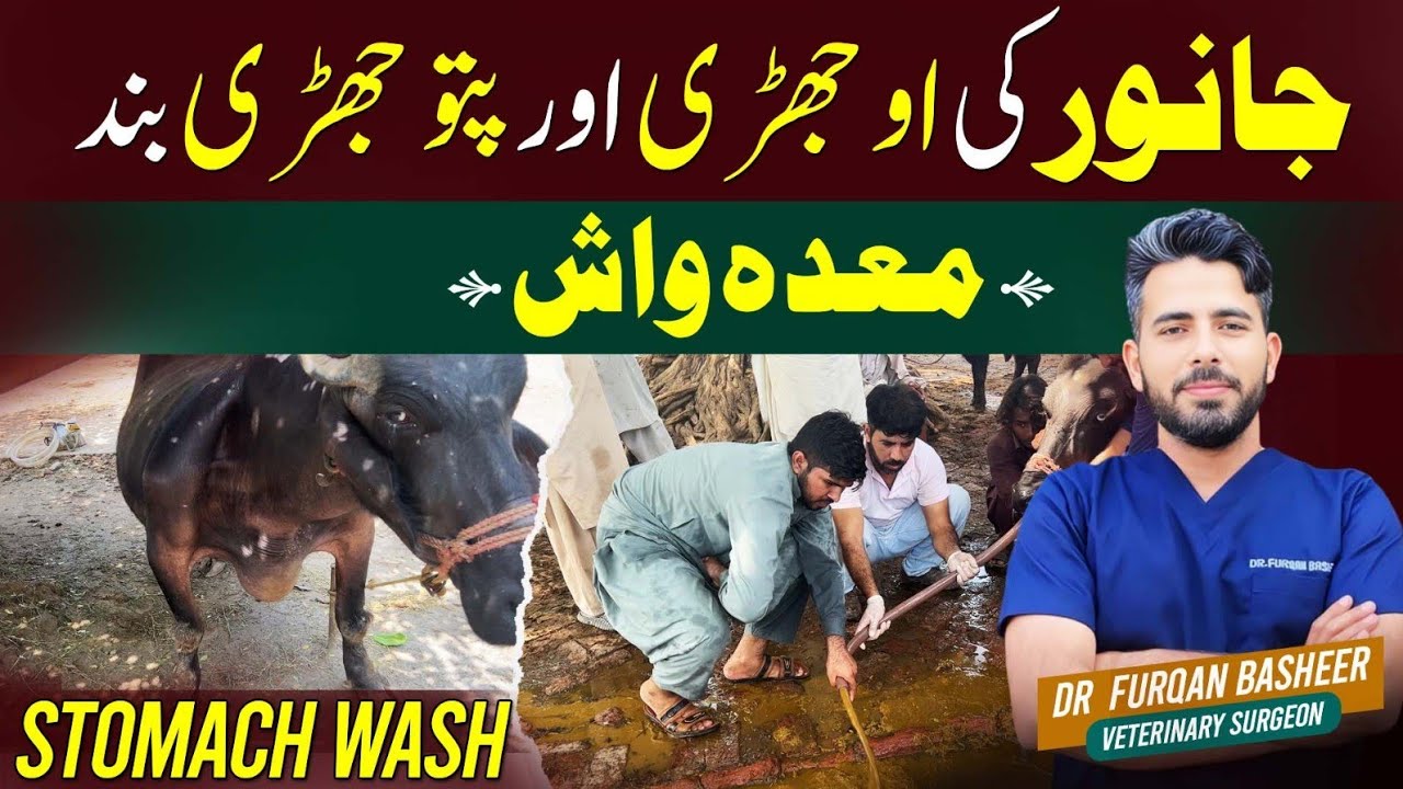 Abomasal impaction | vagal indigestion | rumen lavage | Dr Furqan ...