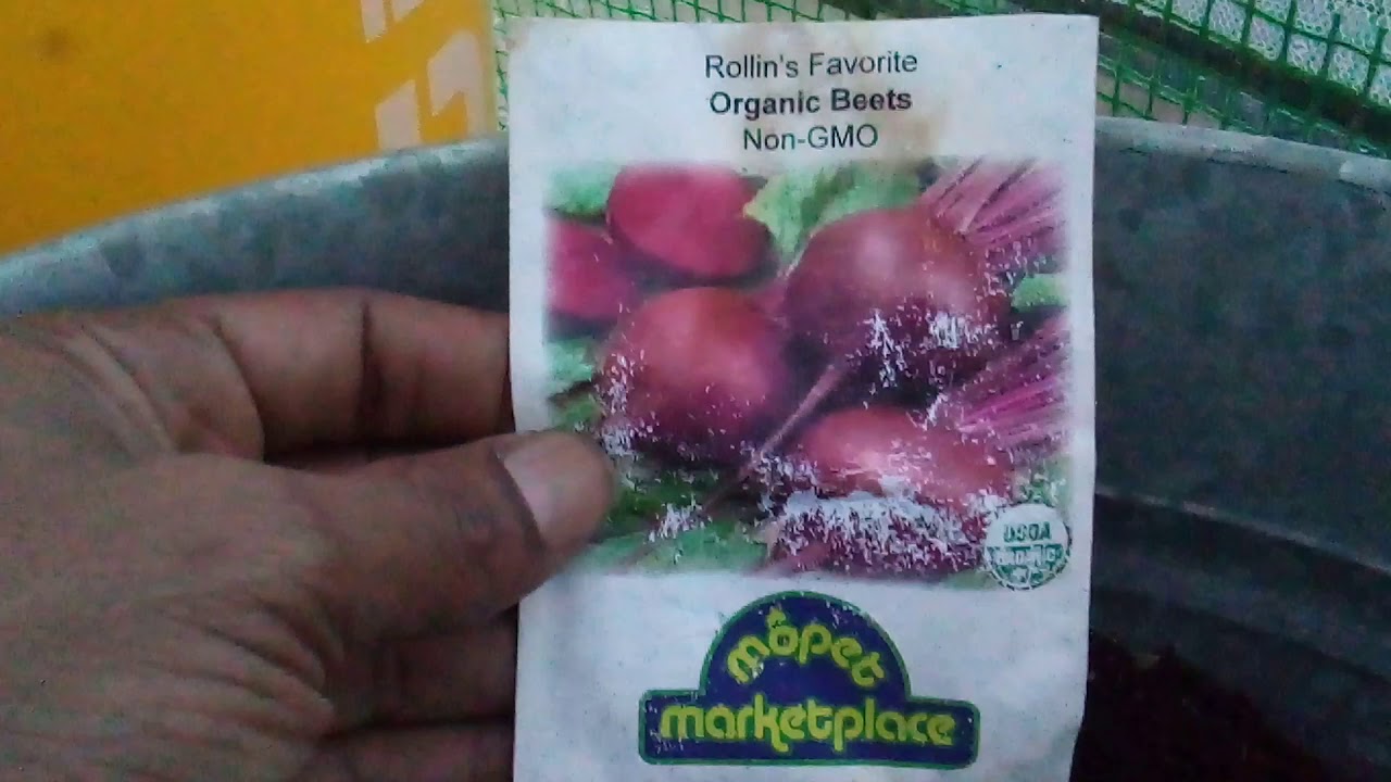 How To Grow BEETS Pt.3 When to Plant Your Beets? LOOSE SOIL IS KEY ...