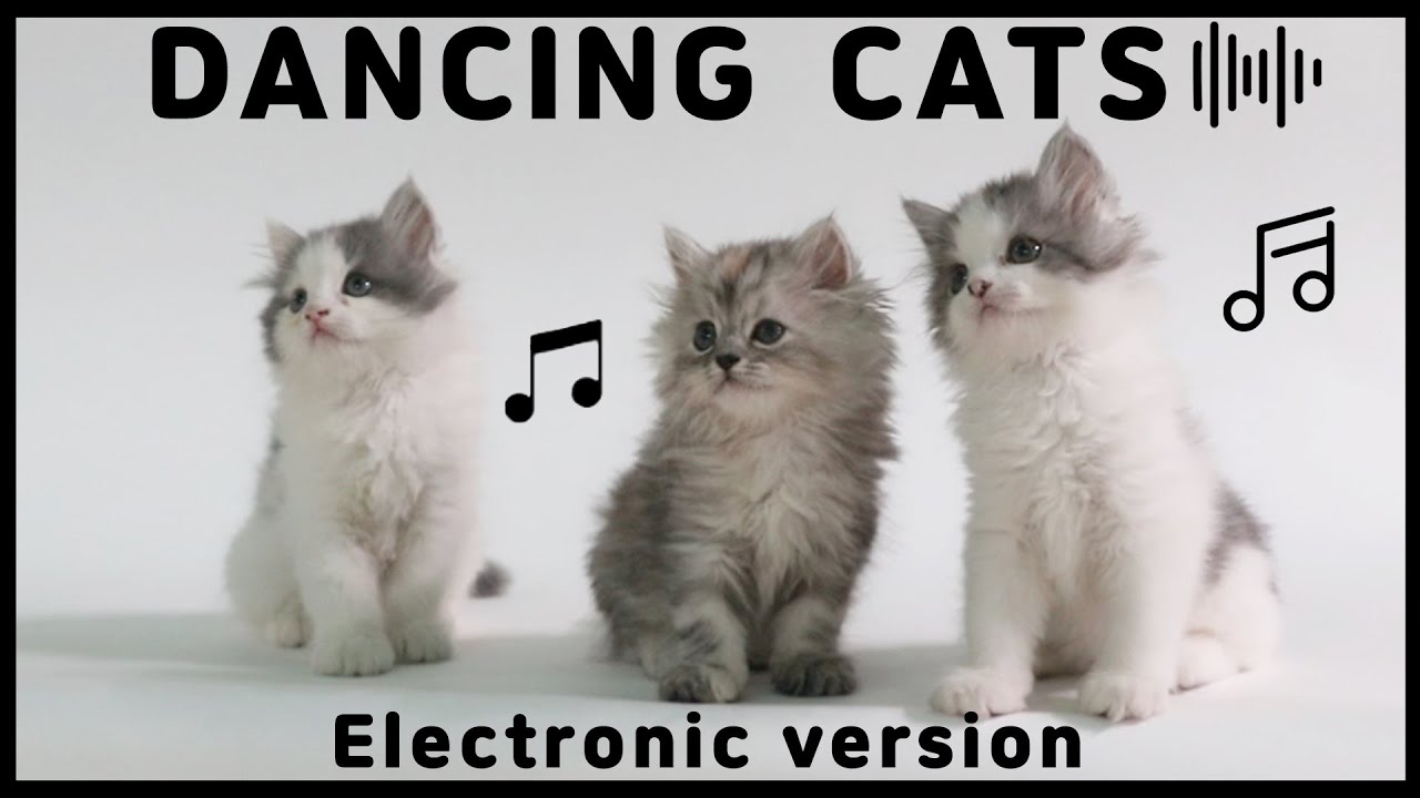 Electronic music Dancing cats ｜Adorable kitten dancing to music ｜춤추는고양이 ...