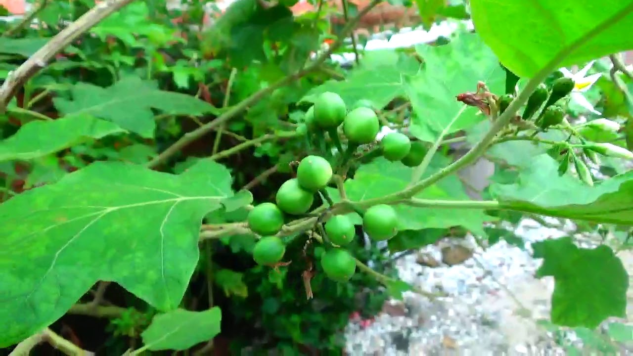 CARA CEPAT KEMBANGKAN RIMBANG TERUNG IPIT, BY M RAKIB JAMARI - YouTube