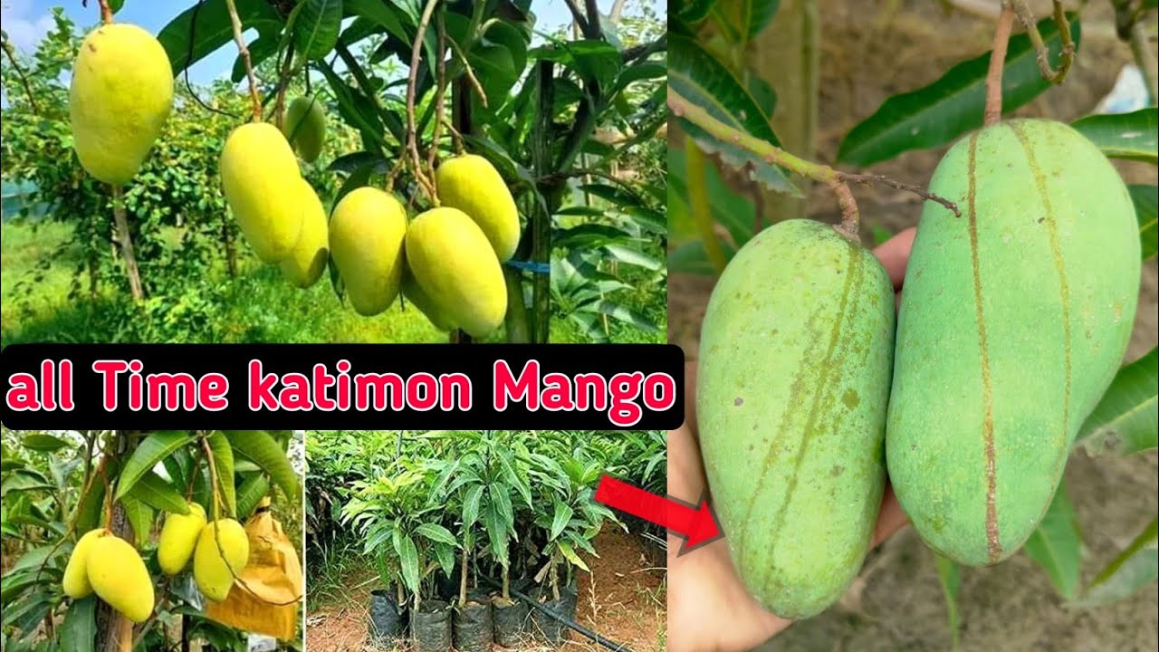 Thai Katimon Mango Farming in Kolkata 🇮🇳 All over India available Josim ...