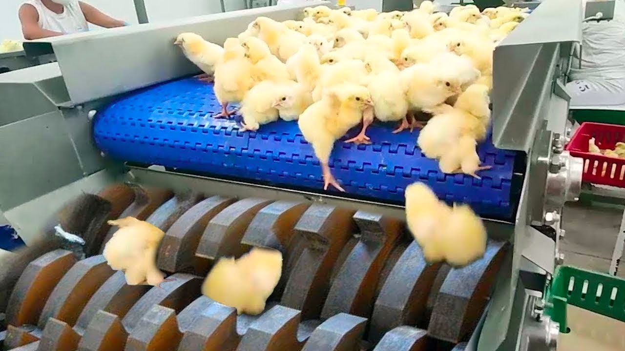 Chicken Egg Incubation Technology - Broiler Raising Method & Process ...