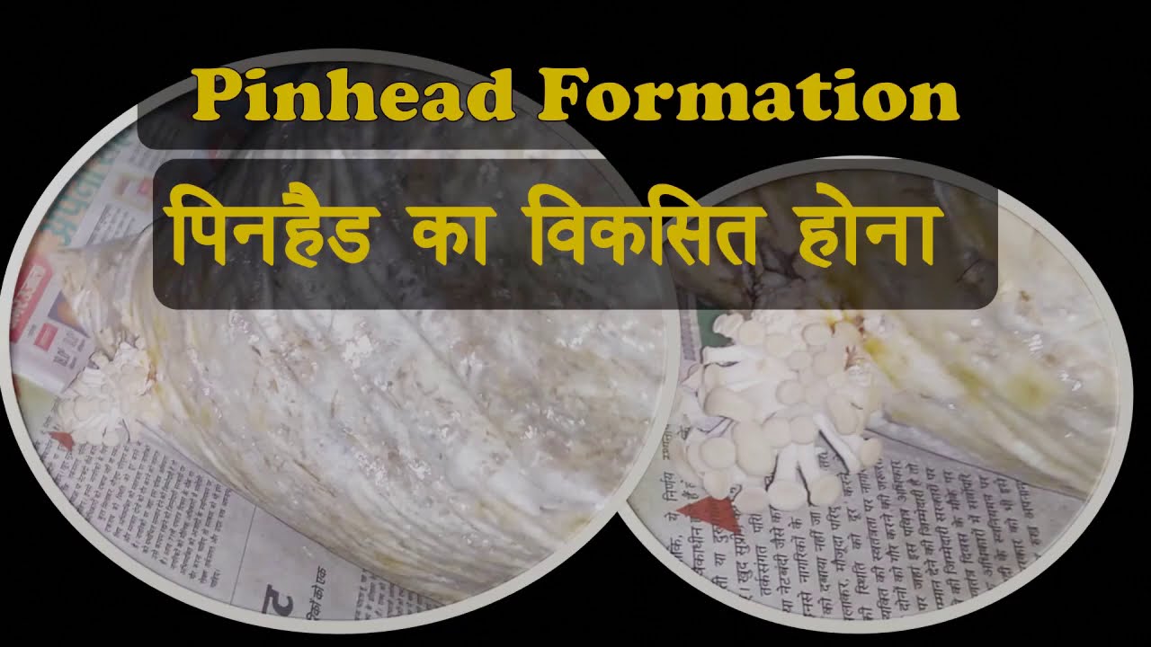 Mushroom Pinheads | Oyster Mushroom Cultivation | मशरूम बैग से पिनहैड ...