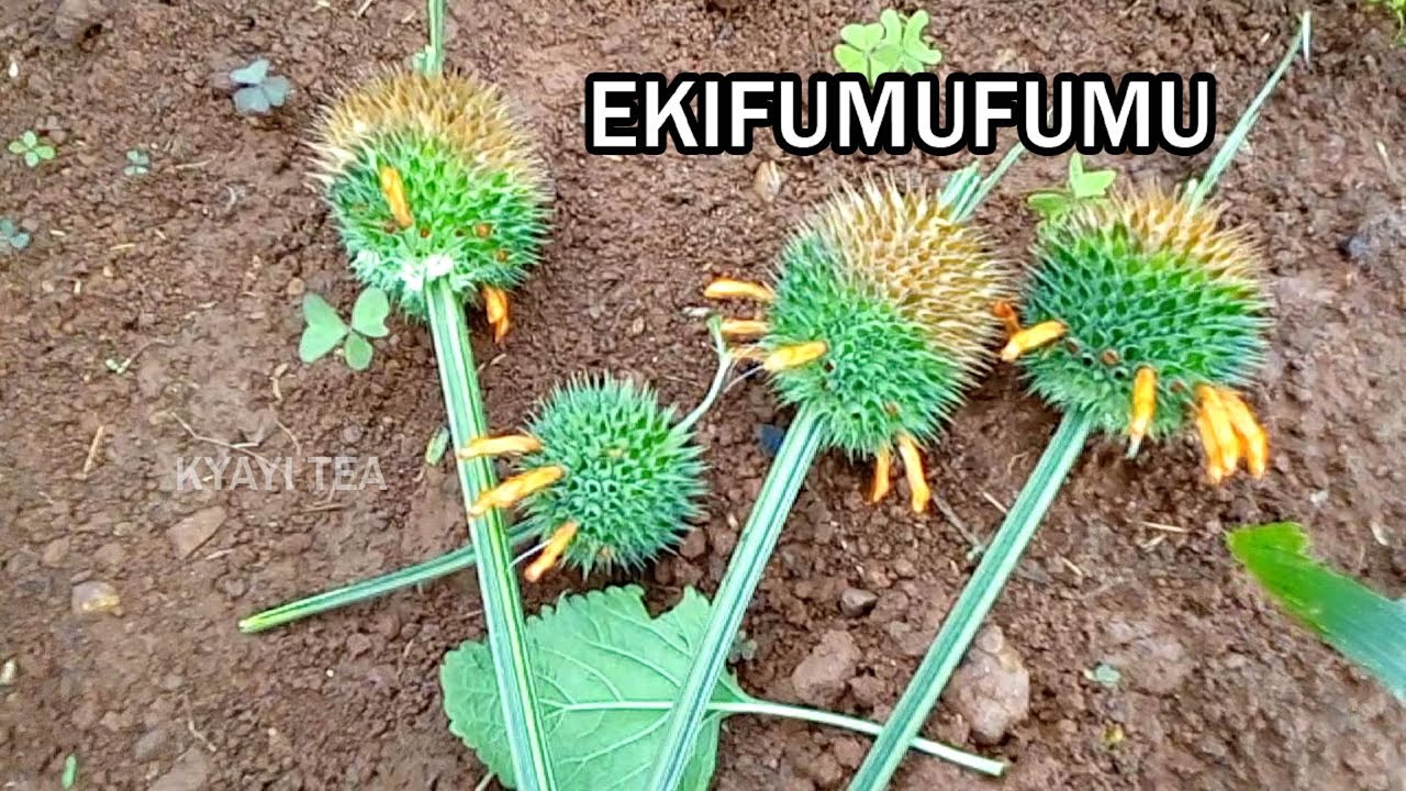 Ensimba Ye Kifumufumu Ewaka Ekifumufumu Ddagala Nnyo - YouTube