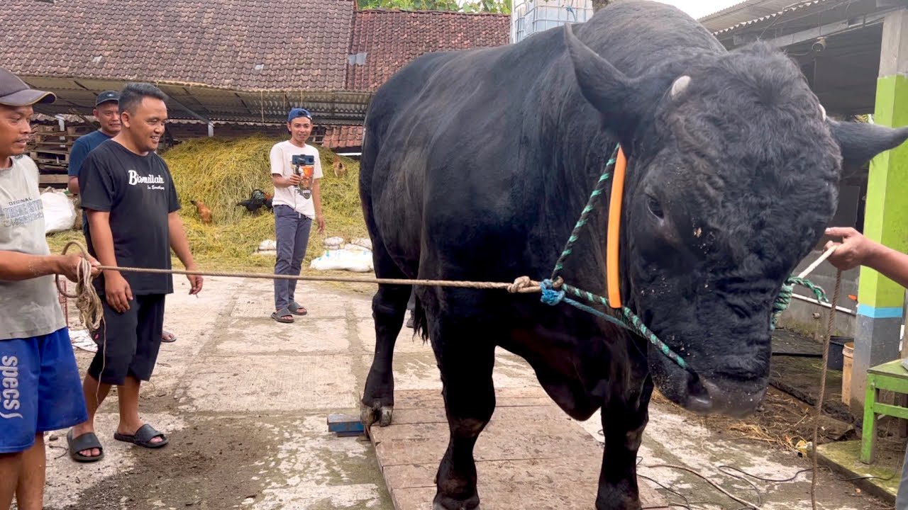 SAPI KURUS JADI GEMUK ADG PECAH TELUR 3 kg per hari GENDENG TENAN‼️🔥🔥🔥 ...