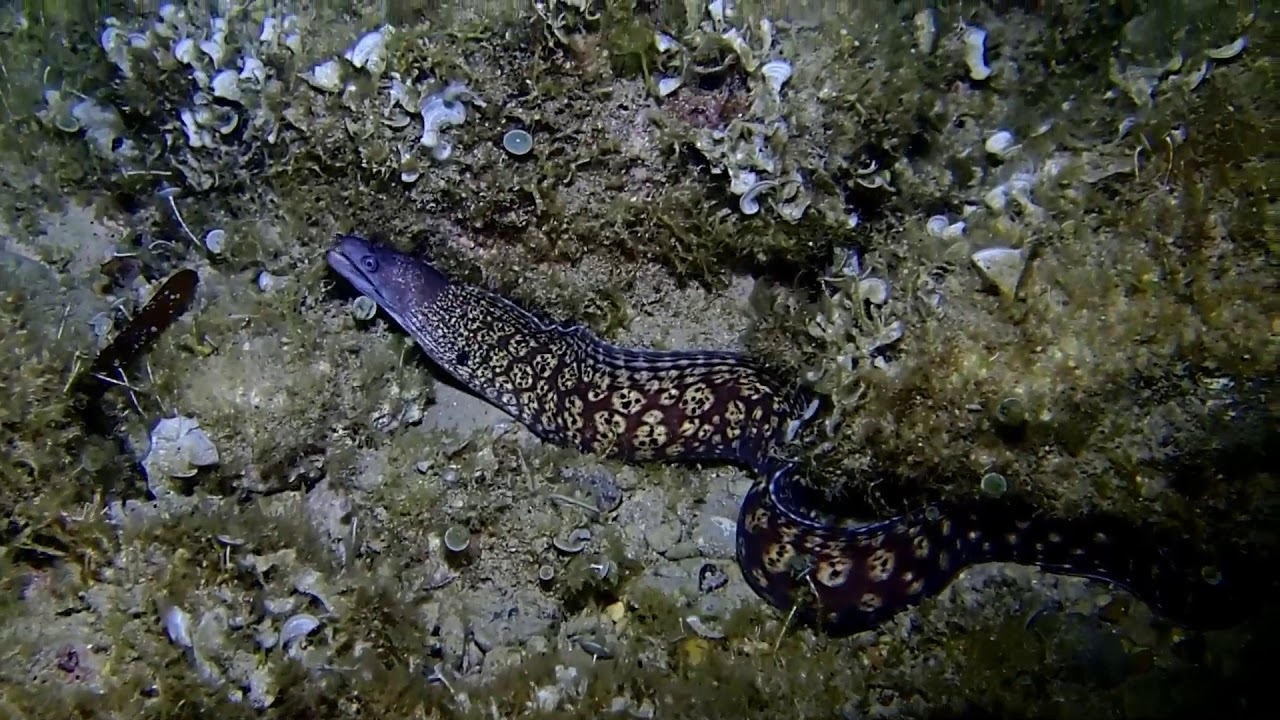 Muraena helena (Mediterranean moray) - YouTube