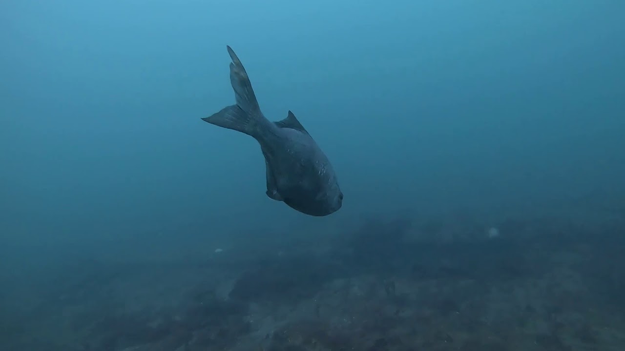 Les Davis Pier Dive Tacoma WA 11-13-2020 - YouTube