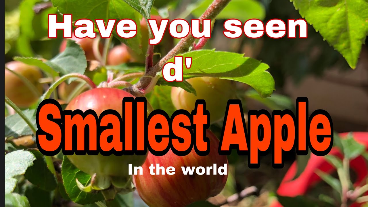 HOW SMALLEST APPLE TREE & FRUITS LOOK LIKE #macosia #amazing - YouTube