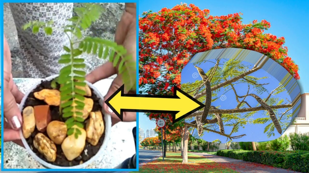 How to Plant Flame (Fire) Tree from SEEDS // Cess Nook - YouTube