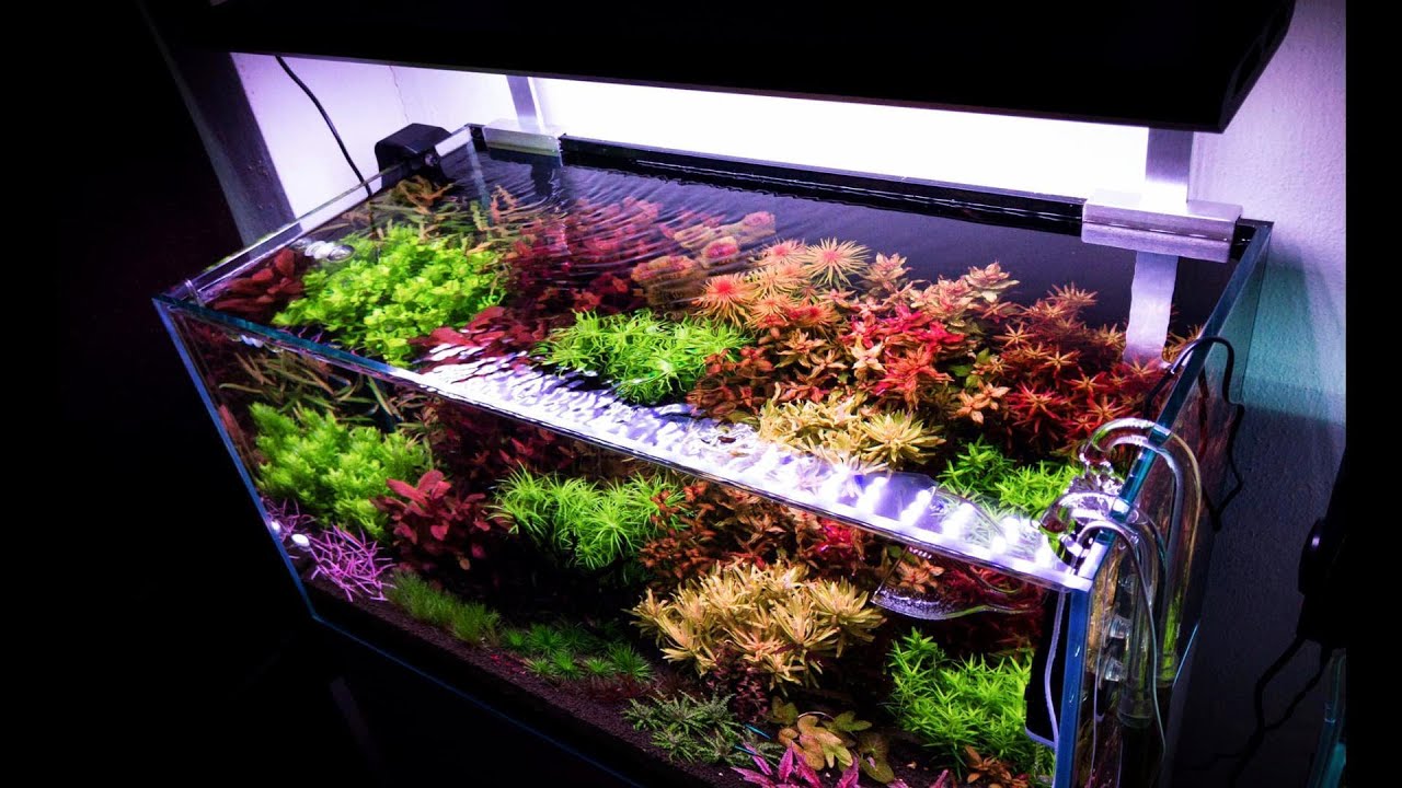Weekaqua P Series P900 PRO Full spectrum Aquarium Plants light - YouTube