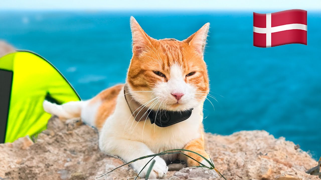 Cat with CAMERA in DENMARK - Unedited Clips Stream - YouTube