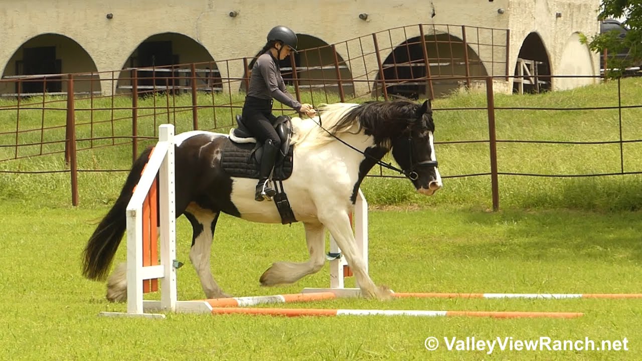 Killian(Gypsy X) - walk, trot, canter, over poles! - ValleyViewRanch ...