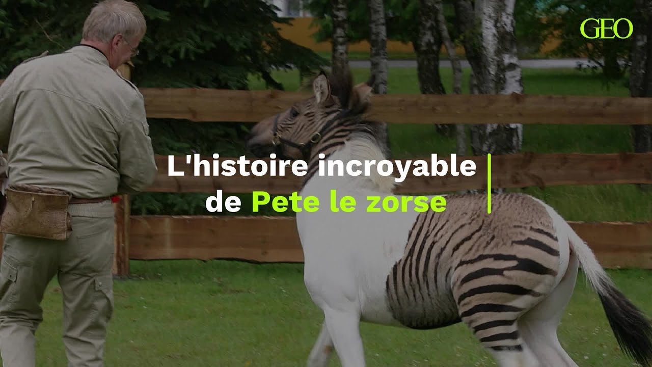 Découvrez l'histoire incroyable de Pete le zorse, animal hybride entre ...