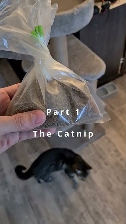 Cats want some special - Catnip - Part 1 - YouTube