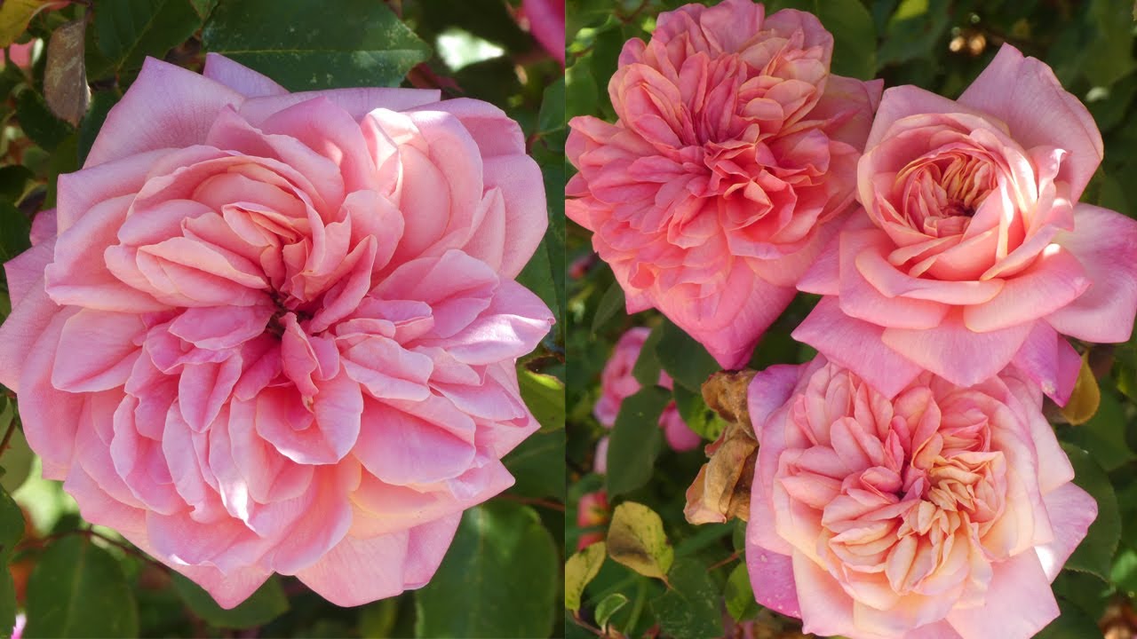 BEAUTIFUL Roses! I visited a garden last year with these unique looking ...