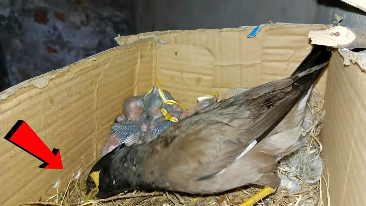 Mother bird is doing something in the nest @AnimalsandBirds107 - YouTube