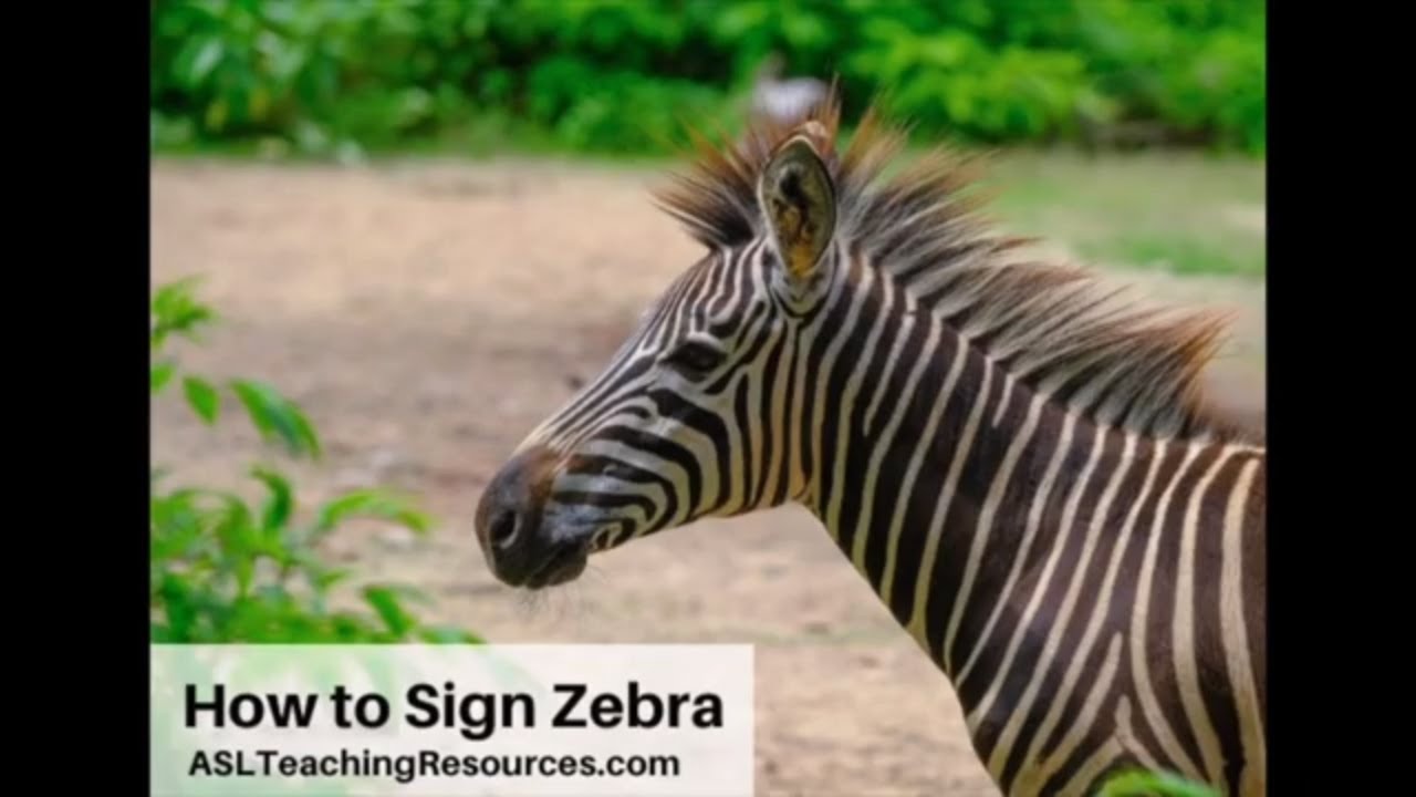 Learn How To Sign The Word Zebra YouTube learn-how-to-sign-the-word-zebra-youtube