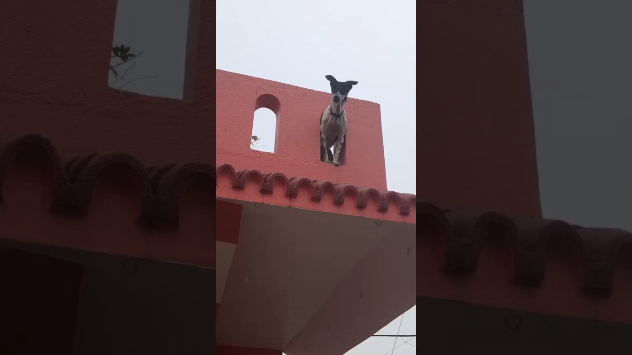 This dog is tensed of rain - YouTube