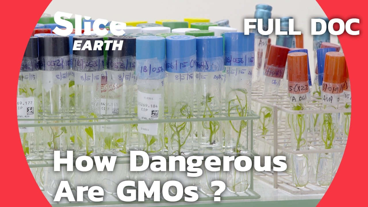 GMOs: Breakthrough in Agriculture or A Menace to Our Health? | SLICE ...