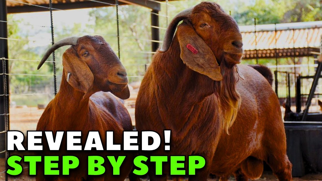 How to Succeed in Breeding Kalahari Reds Goats - YouTube