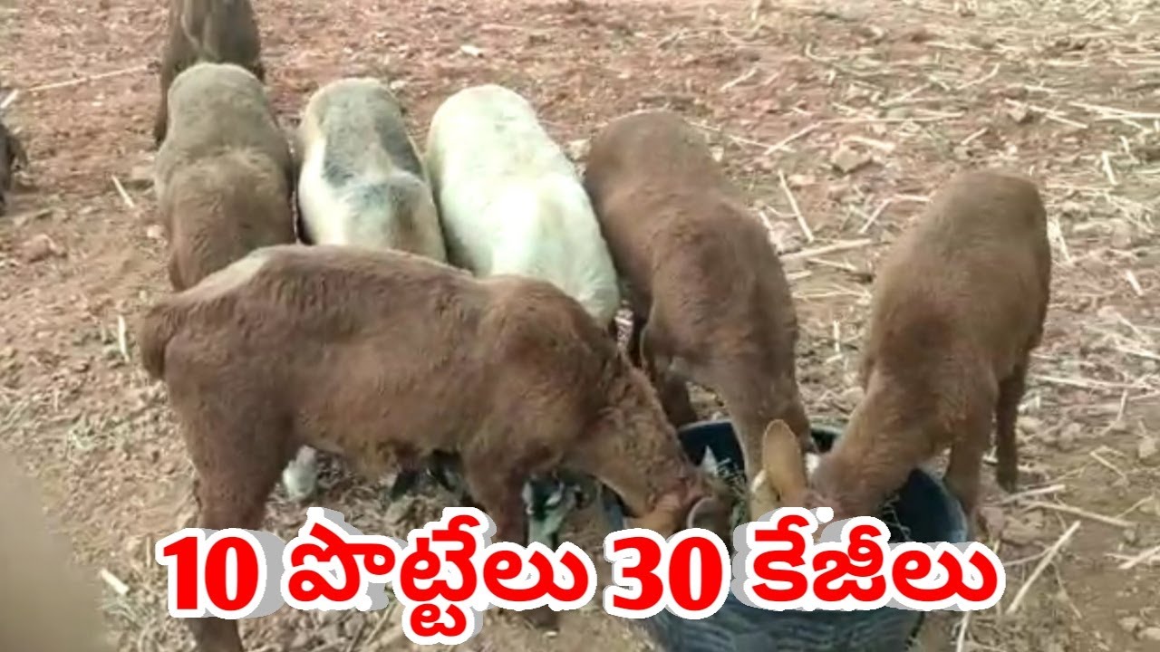 పొట్టేలు POTTELU BAKRA 9492888183 SHEEP RAMS BAKRA POTTELU FOR SALE ...