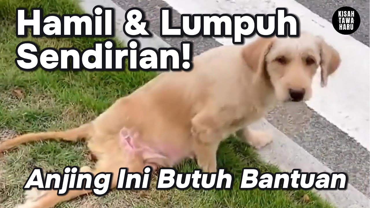 Anjing Hamil Lumpuh Diselamatkan: Kisah Nyata yang Bikin Haru! KIsah ...
