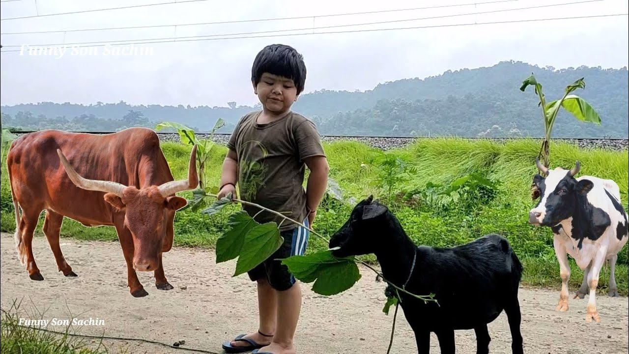 Cute Boy With Animals vlogs | Cow sounds effect Moo | Village Boy Sachin's vlogs | #cow || - YouTube