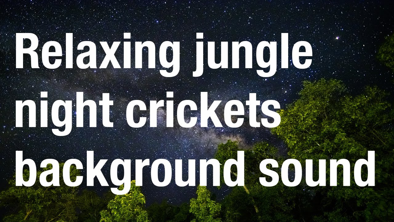 Nature's Frequency: Relaxing jungle night background sounds for ...