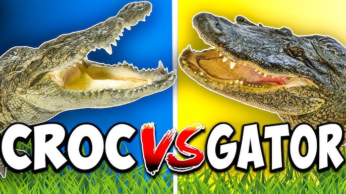 Jacare Vs Crocodilo Vs Jacare Vs Gavial Tiger Vs Alligator Images