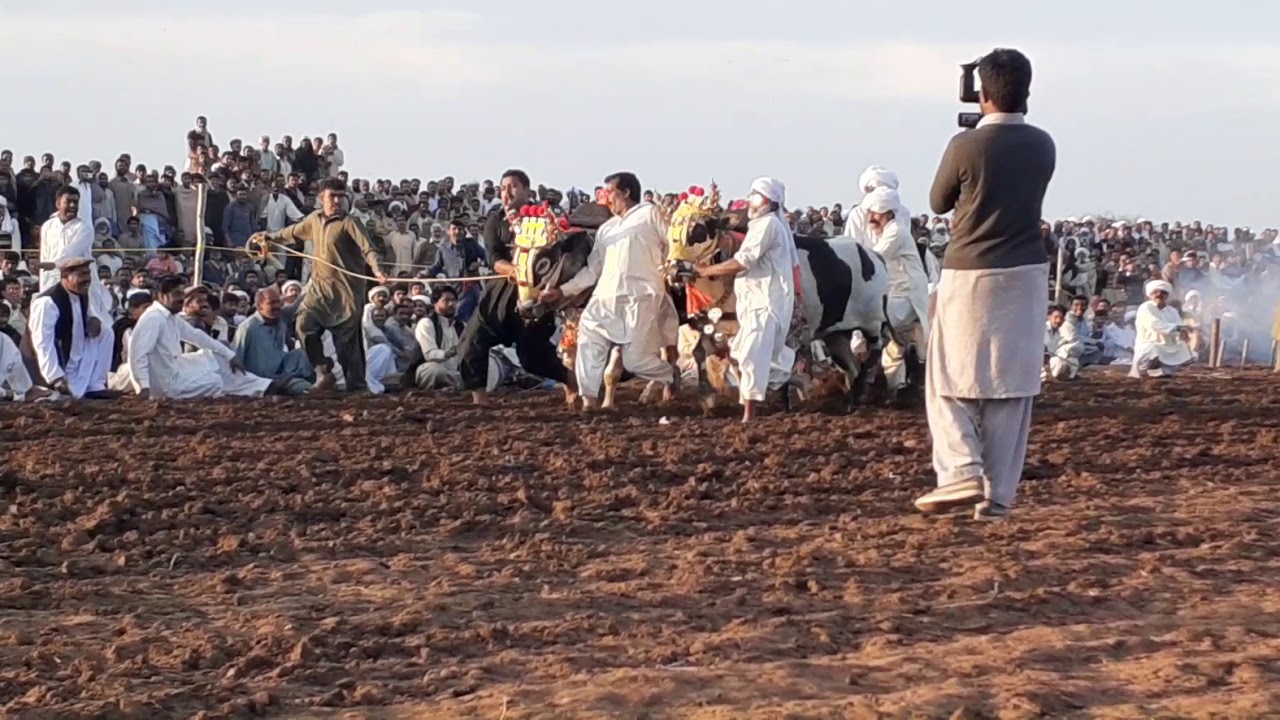 50000 Inaam King of potwaar Bull Race in chakwal 09-03-2020 - YouTube