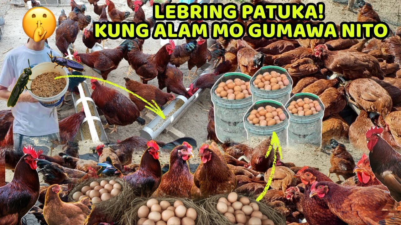 MAKAKATIPID KA SA PATUKA KUNG ALAM MO GUMAWA NITO - BSF at SUPER WORMS ...