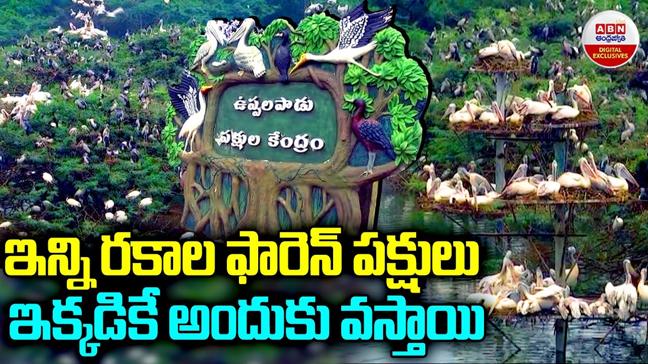 Uppalapadu Bird Sanctuary :ఇన్నిరకాల ఫారెన్ పక్షులు ఇక్కడికే అందుకు ...