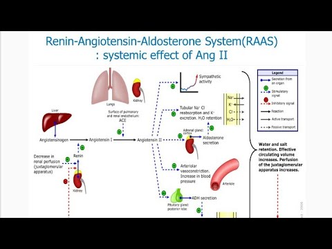 Renin Angiotensin aldosterone system - YouTube